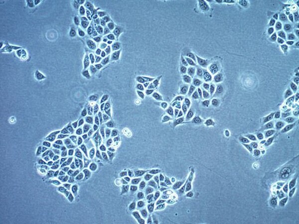 16HBE14o- Human Bronchial Epithelial Cell Line | SCC150